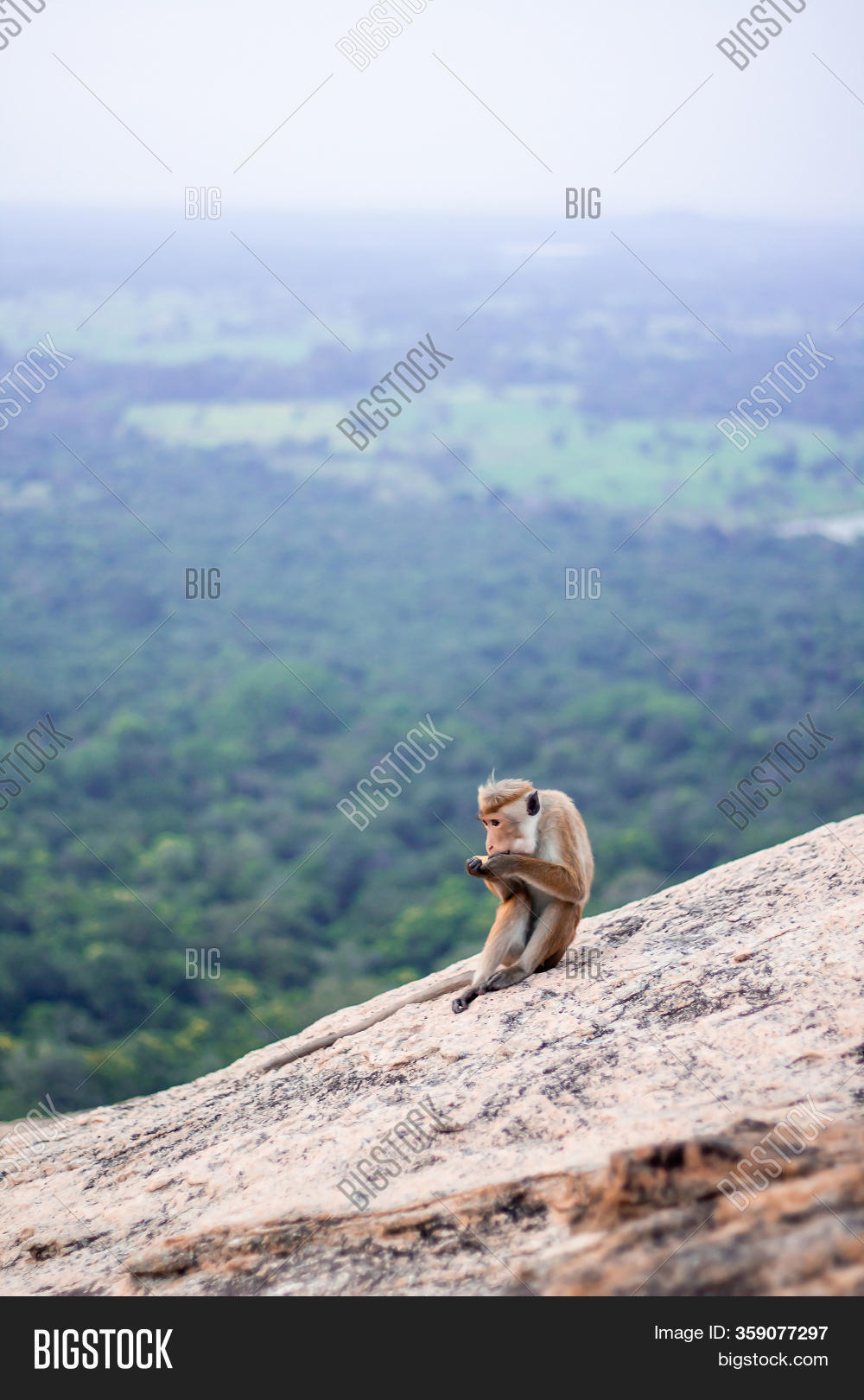 Little Monkey Sitting Image & Photo (Free Trial) | Bigstock