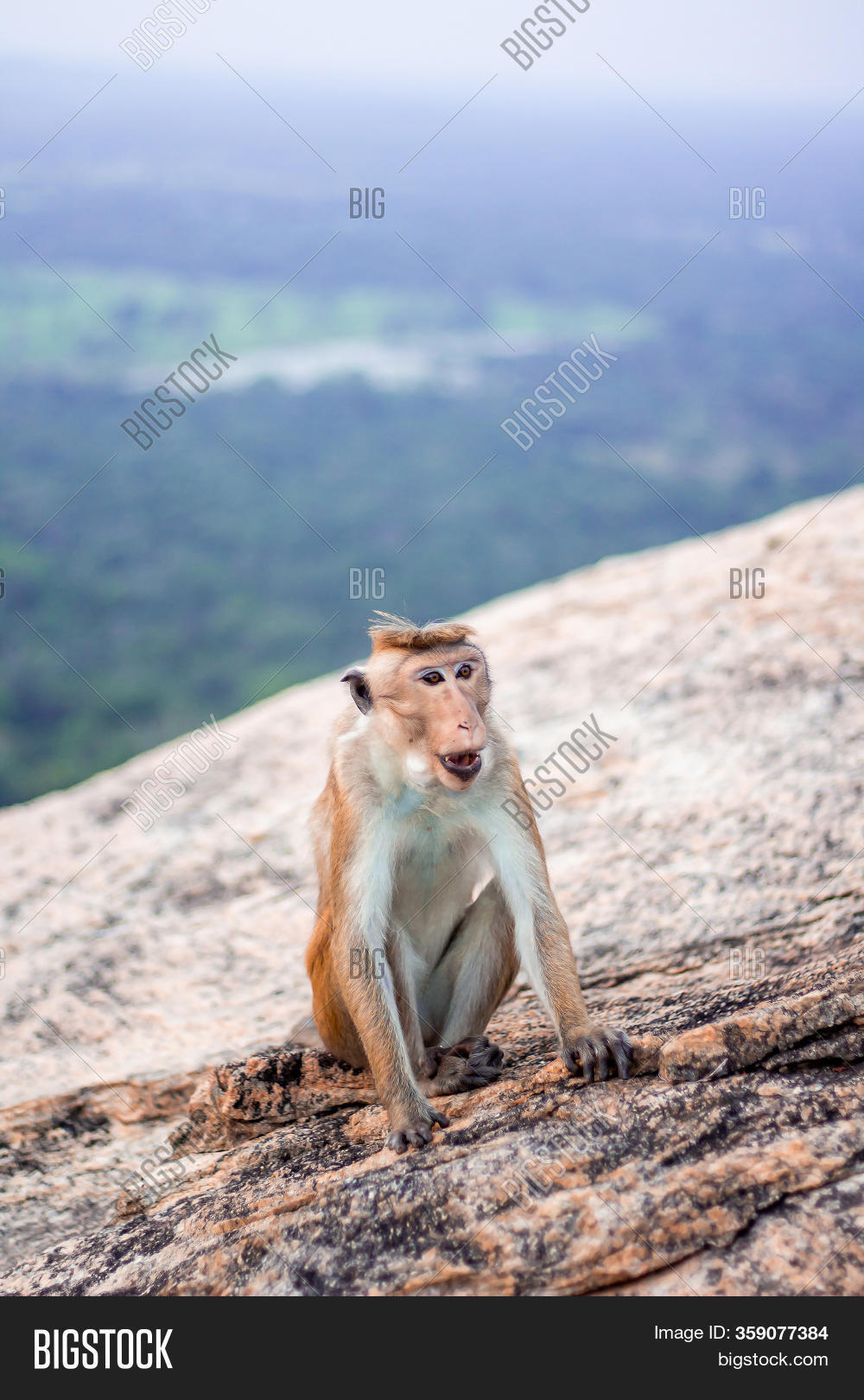 Little Monkey Sitting Image & Photo (Free Trial) | Bigstock