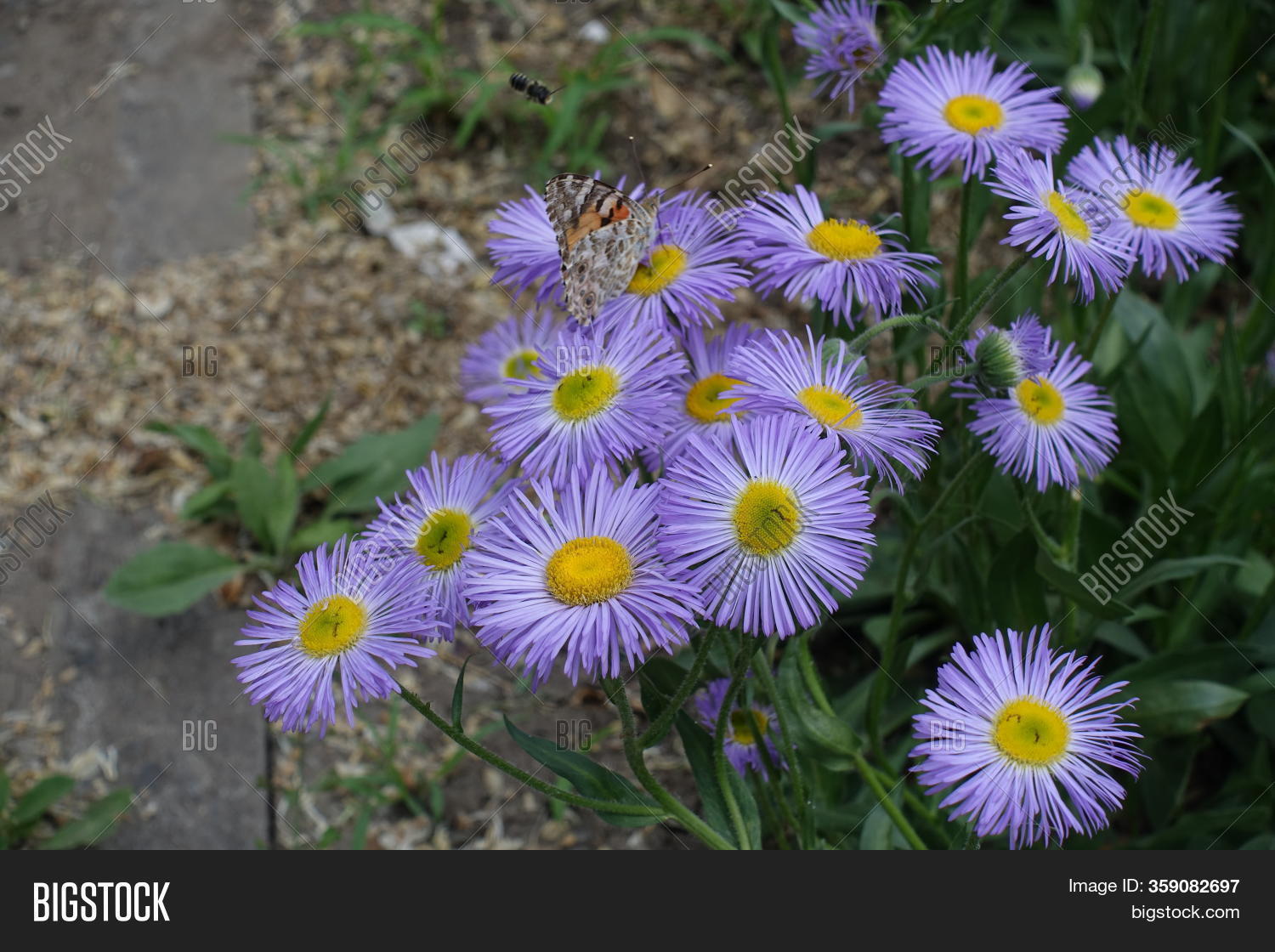 Bunch Violet Flowers Image & Photo (Free Trial) | Bigstock