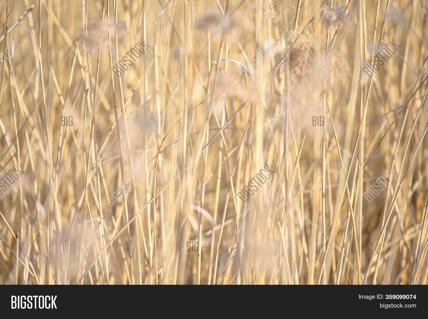 Dry Reeds By Lake. Image & Photo (Free Trial) | Bigstock