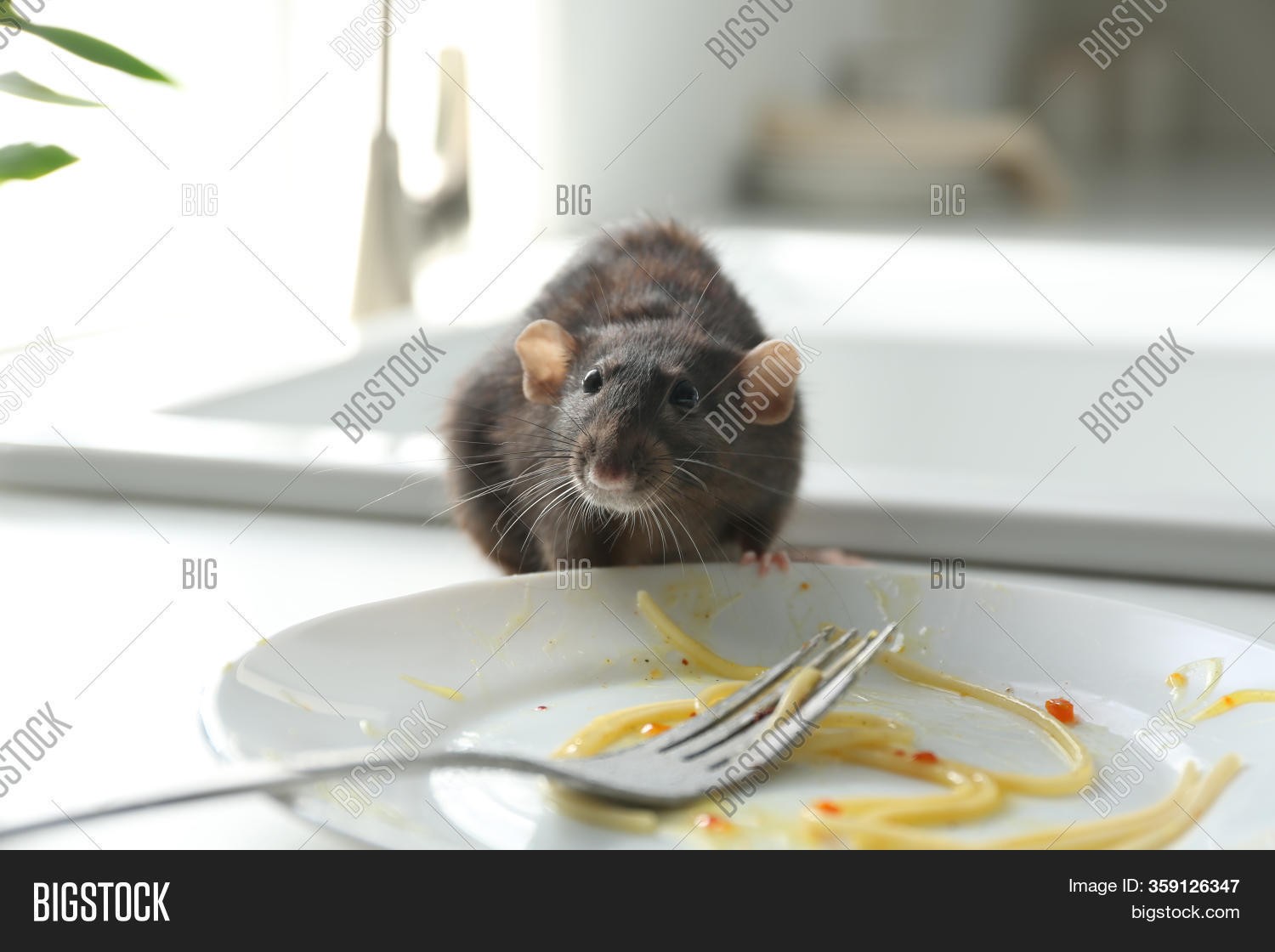 Rat Near Dirty Plate Image & Photo (Free Trial) | Bigstock