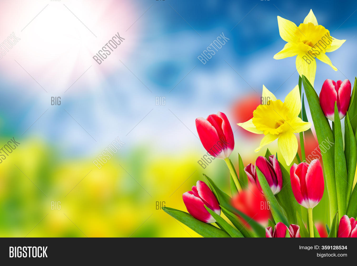Spring Flowers Tulips Image & Photo (Free Trial) | Bigstock