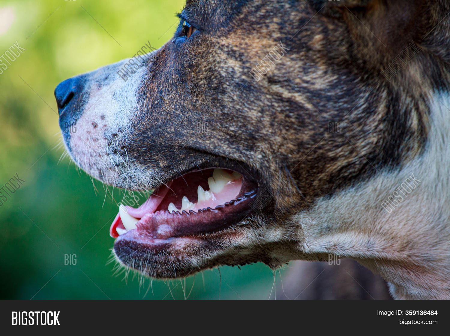 Muzzle Large Evil Image & Photo (Free Trial) | Bigstock