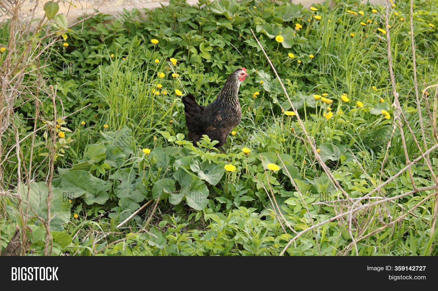 Lone Chicken Image & Photo (Free Trial) | Bigstock