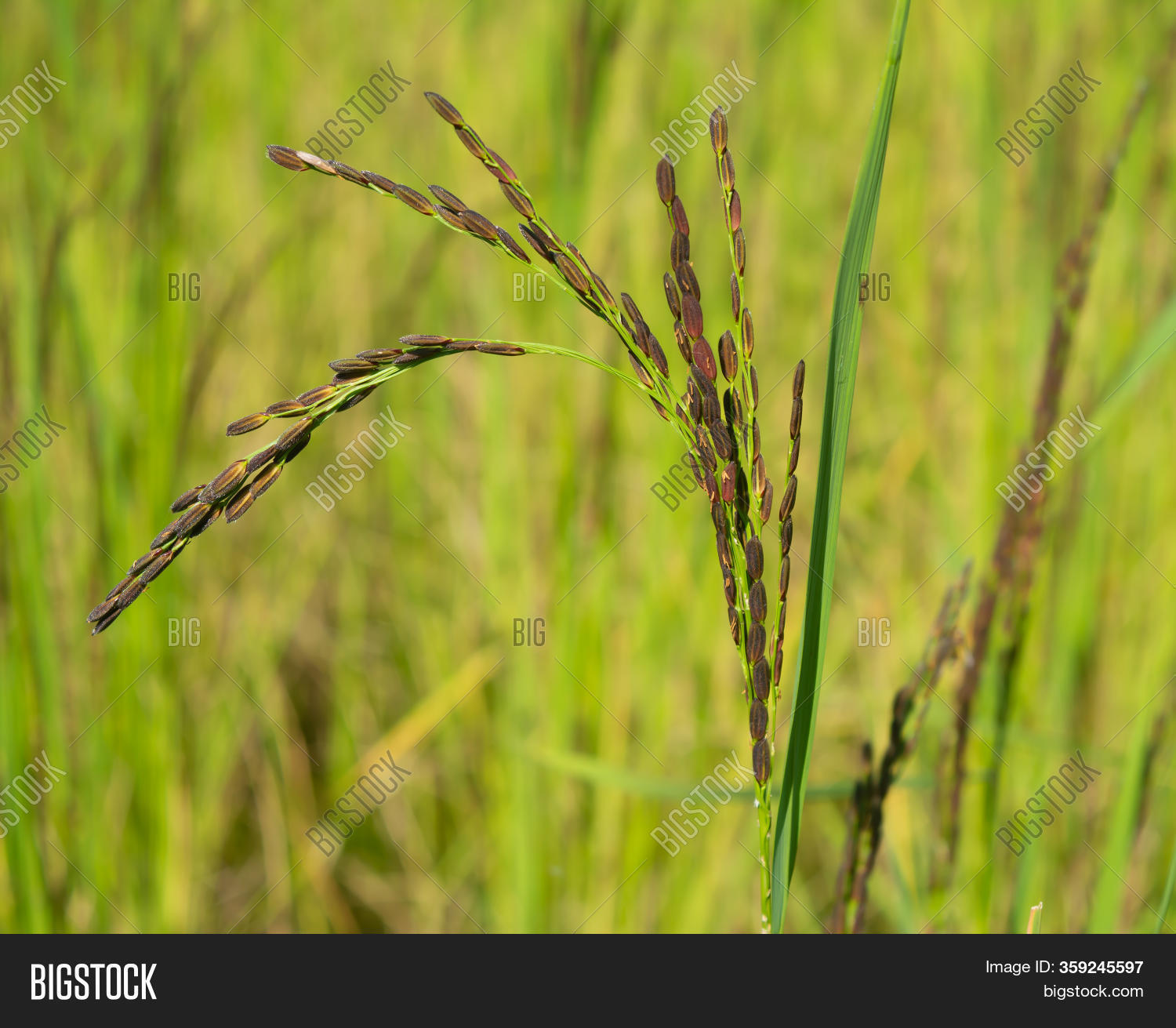Black Rice Oryza Image & Photo (Free Trial) | Bigstock