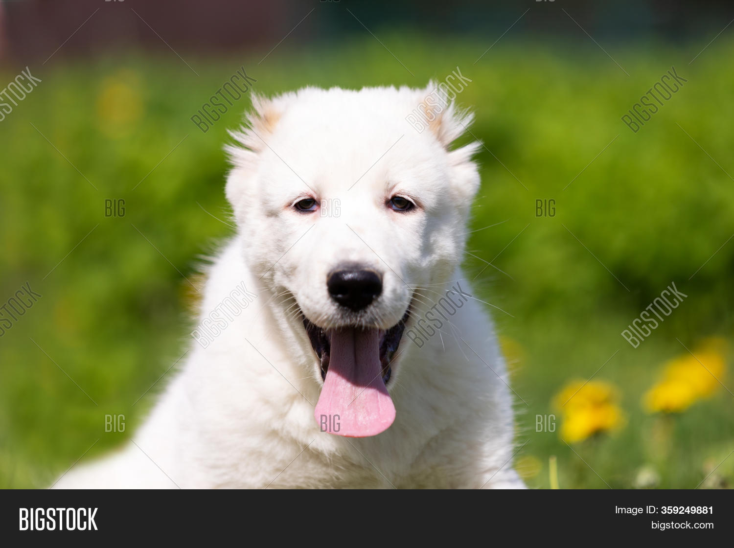 Puppy Shepard Walks Image & Photo (Free Trial) | Bigstock