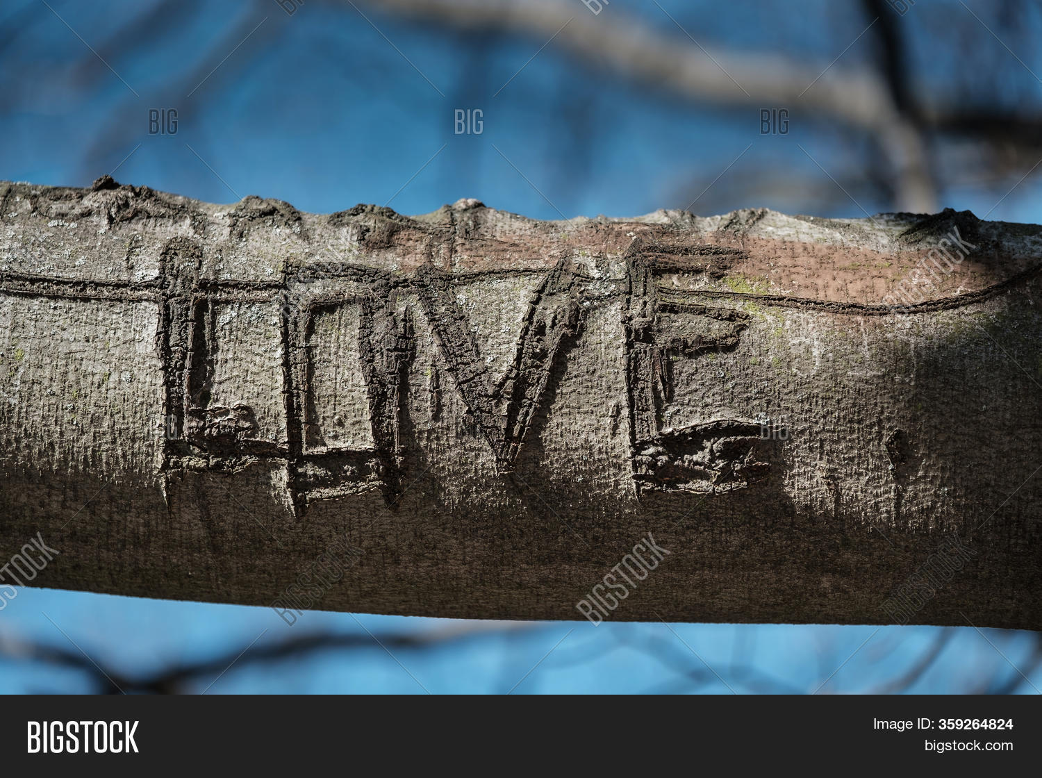 Tree Word Love Carved Image & Photo (Free Trial) | Bigstock