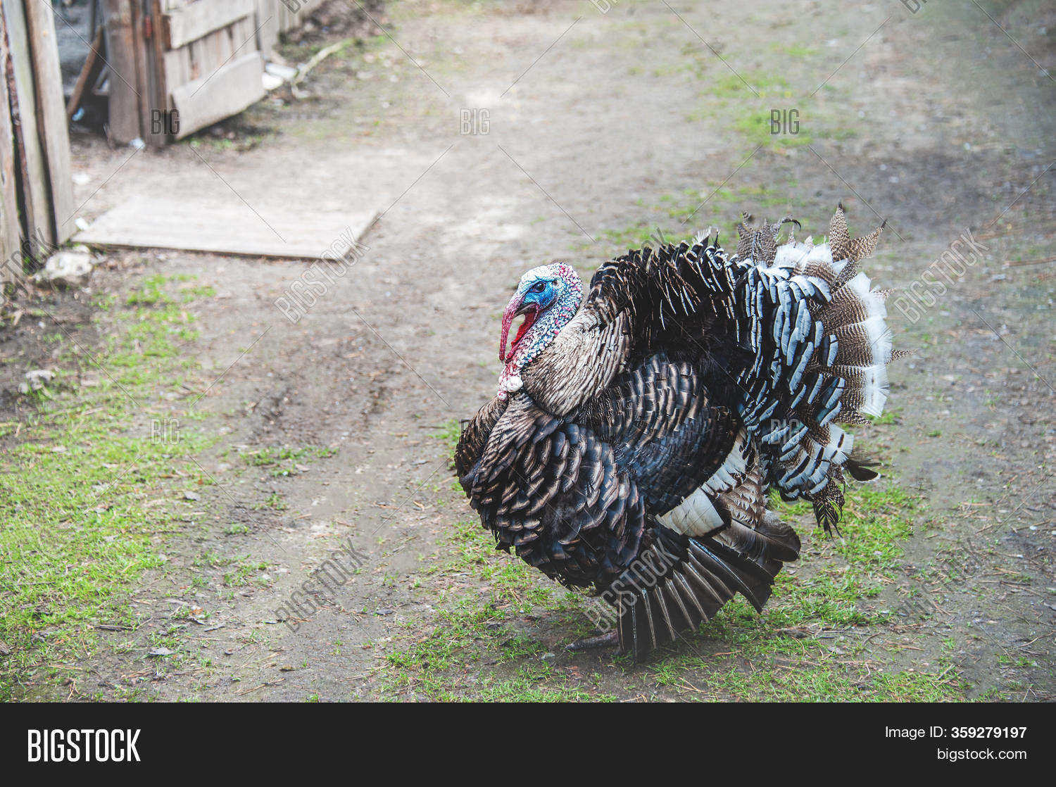 Large Turkey Bird Image & Photo (Free Trial) | Bigstock