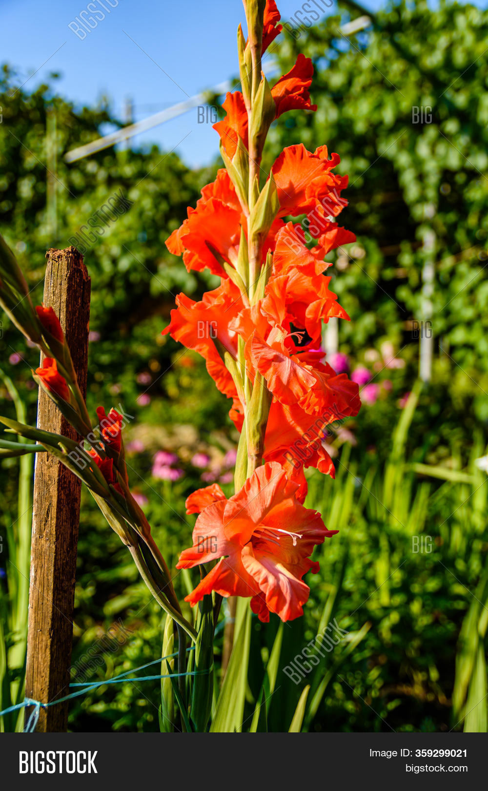 Red Mallow Flowers ( Image & Photo (Free Trial) | Bigstock