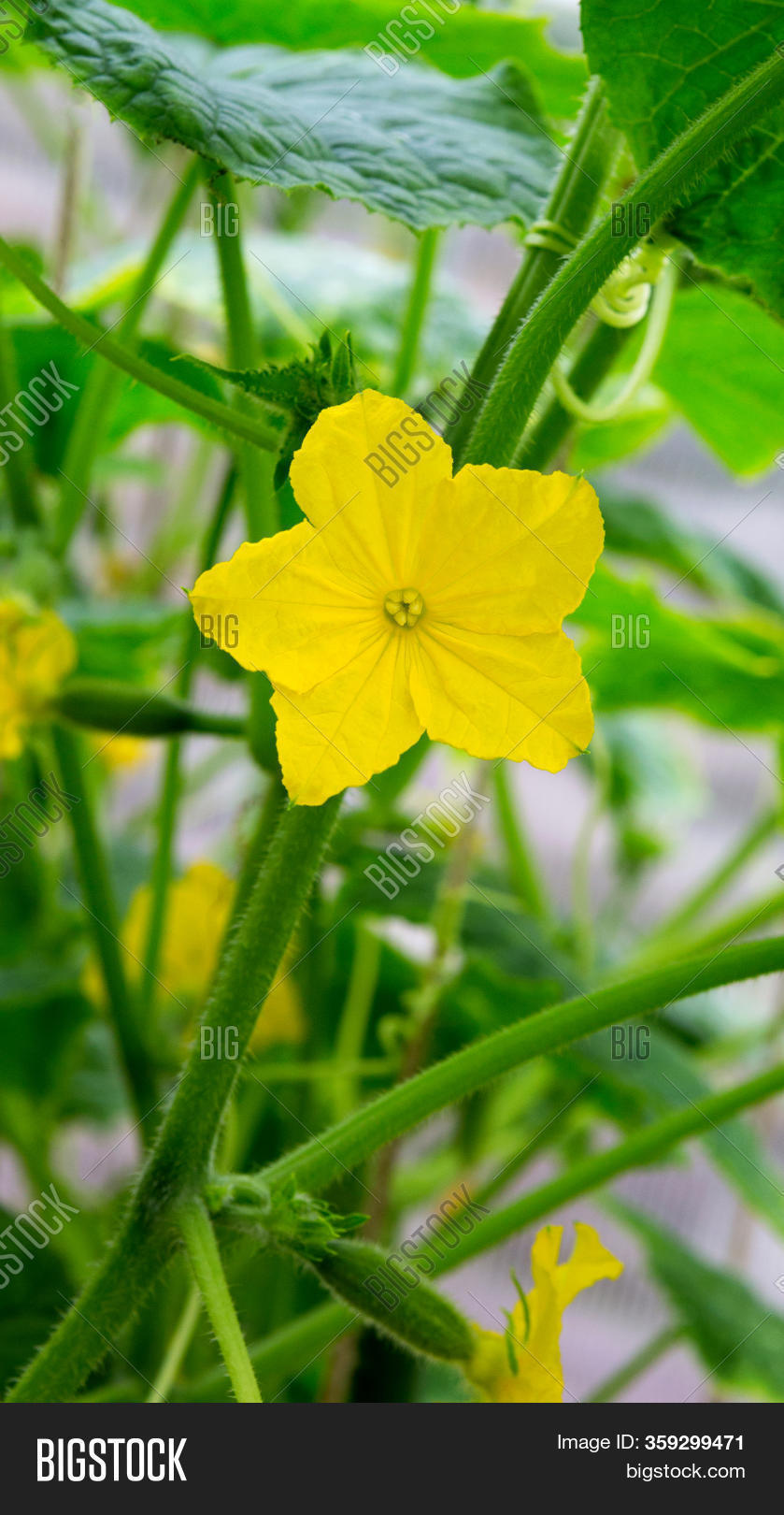 Cucumber Plant Flower Image & Photo (Free Trial) | Bigstock
