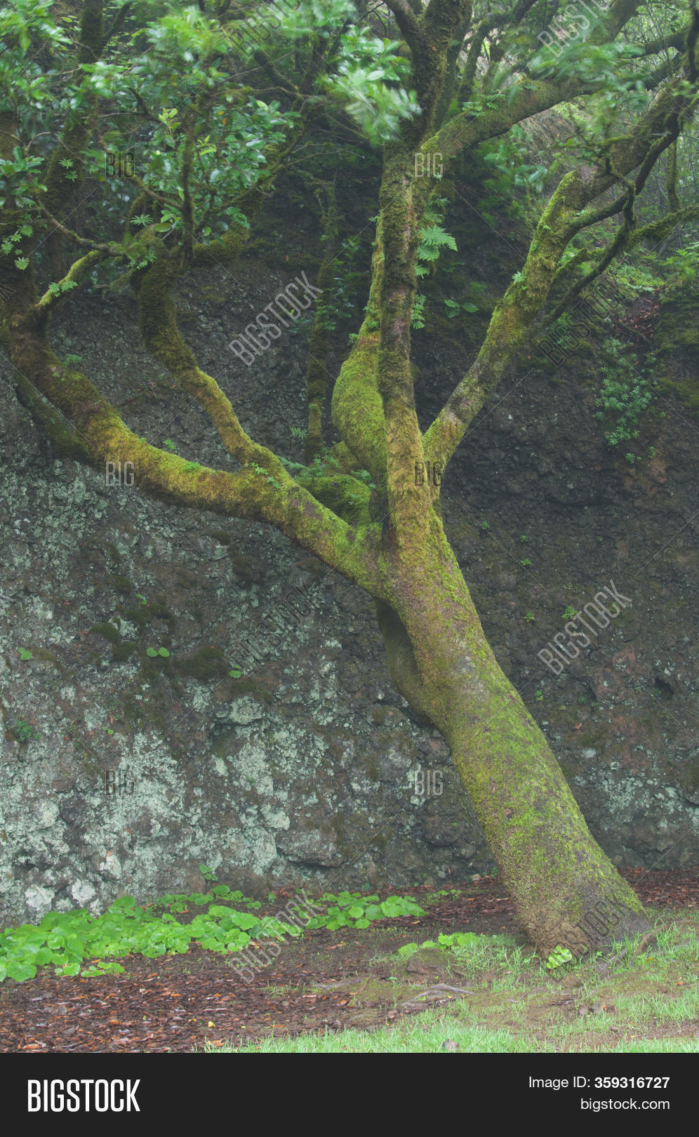 Firetree Myrica Faya Image & Photo (Free Trial) | Bigstock