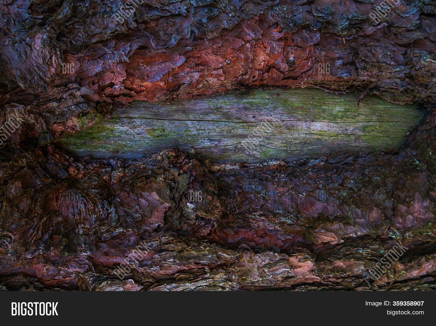 Bark Old Tree. Image & Photo (Free Trial) | Bigstock