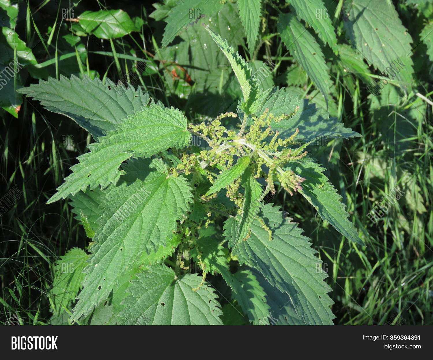 Sting Nettle Closeup: Image & Photo (Free Trial) | Bigstock