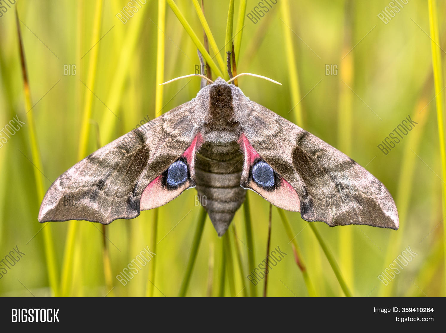 Eyed Hawk-moth ( Image & Photo (Free Trial) | Bigstock