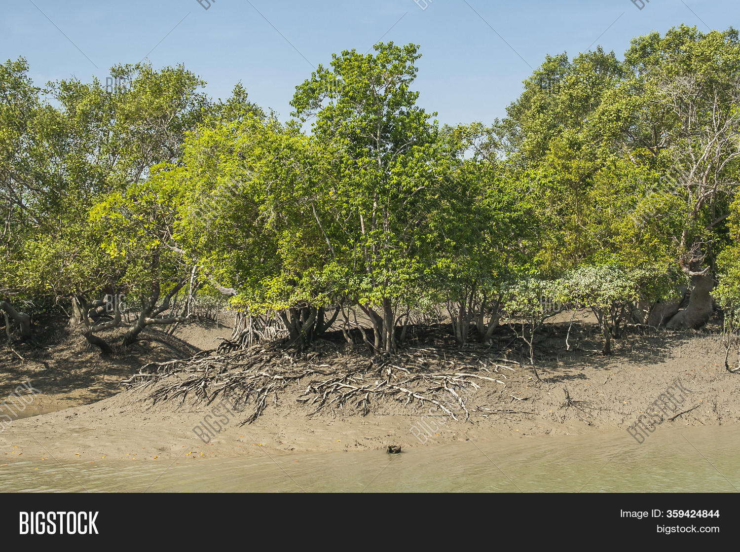 Sundarbans, India - Image & Photo (Free Trial) | Bigstock