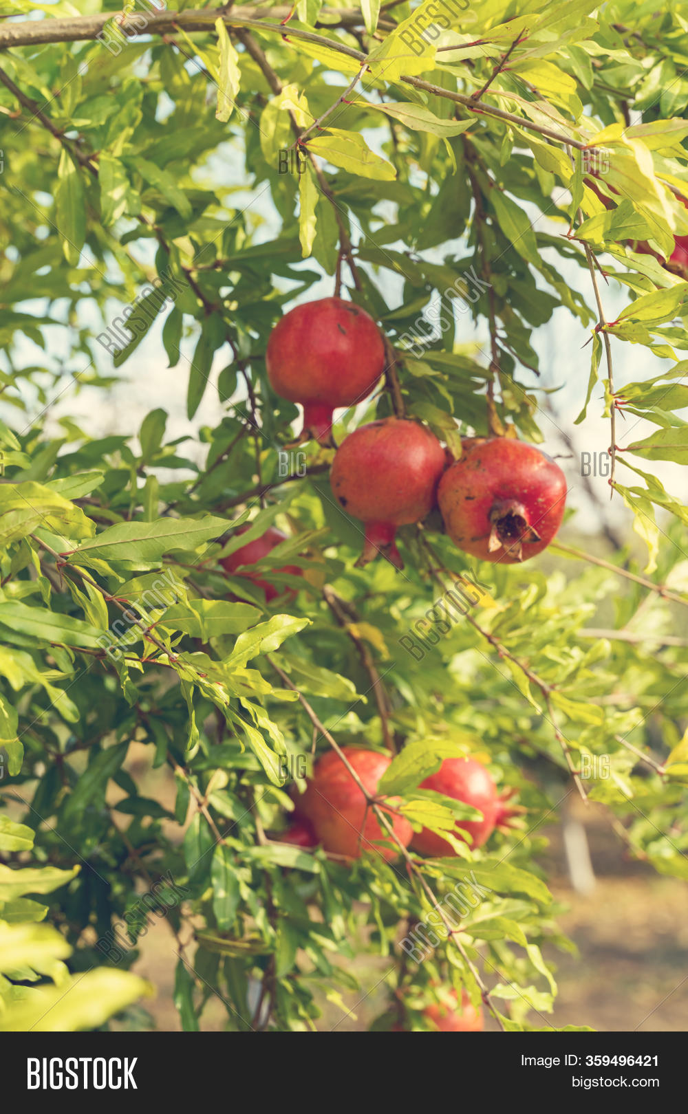 Ripe Pomegranate Image & Photo (Free Trial) | Bigstock
