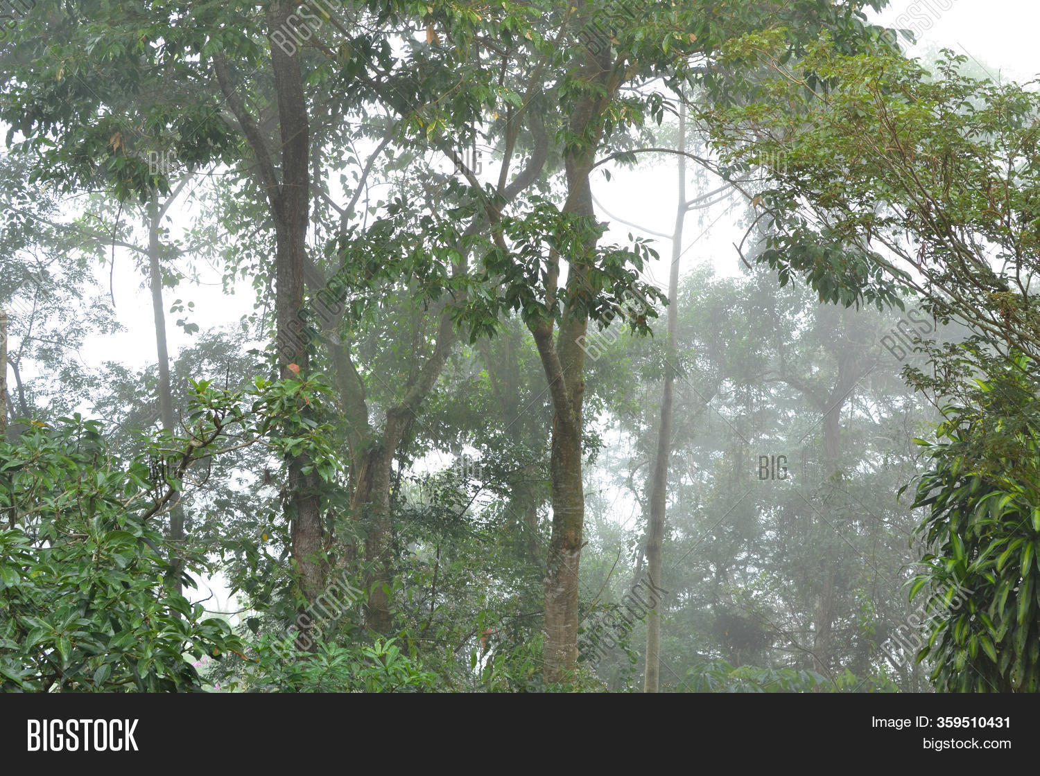 View Secondary Forest Image & Photo (Free Trial) | Bigstock
