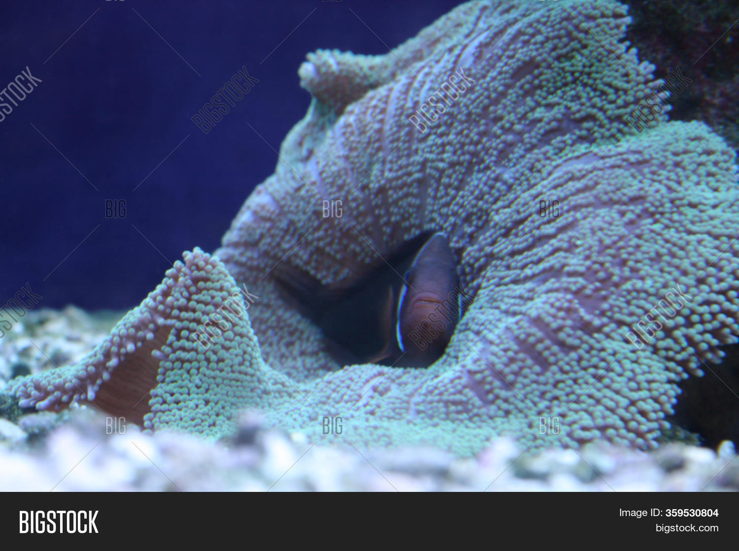 Sad Clown Fish Hid Image & Photo (Free Trial) | Bigstock