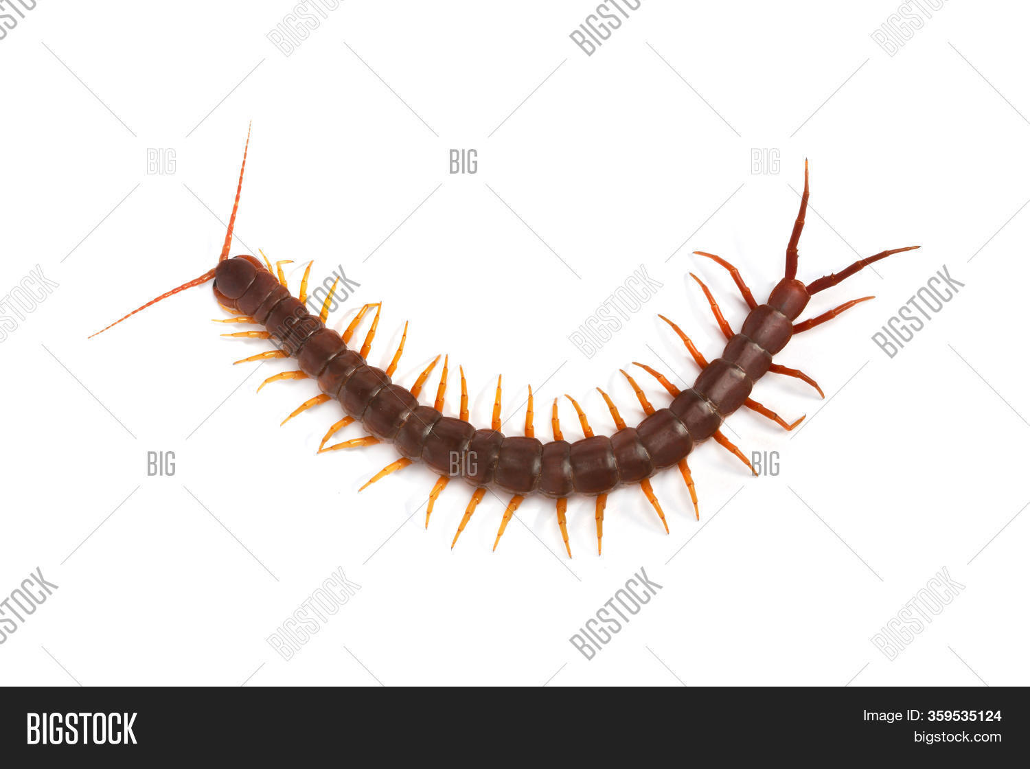 Centipede (scolopendra Image & Photo (Free Trial) | Bigstock