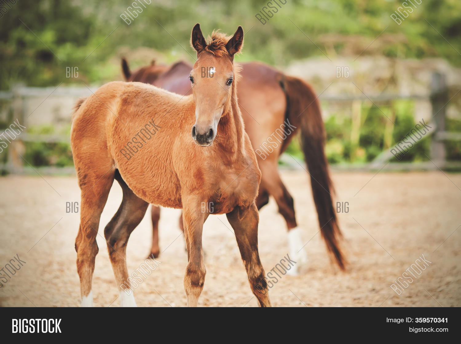Cute Chestnut Curious Image & Photo (Free Trial) | Bigstock