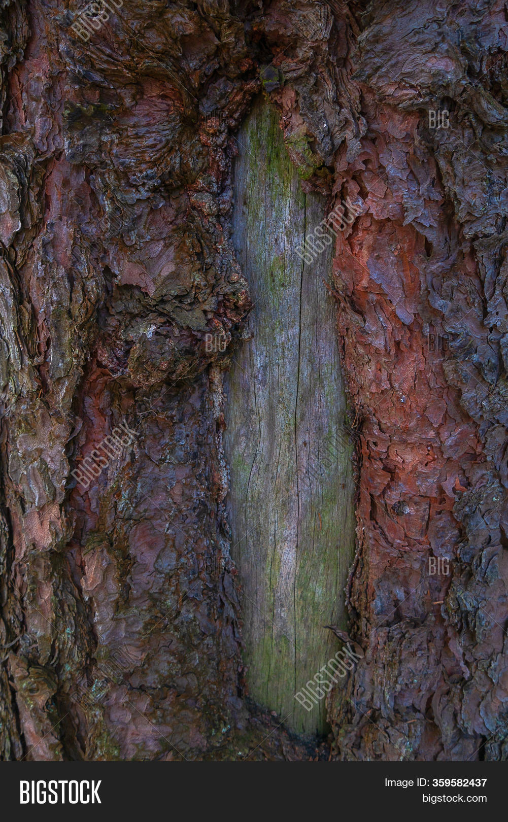 Bark Old Tree. Image & Photo (Free Trial) | Bigstock