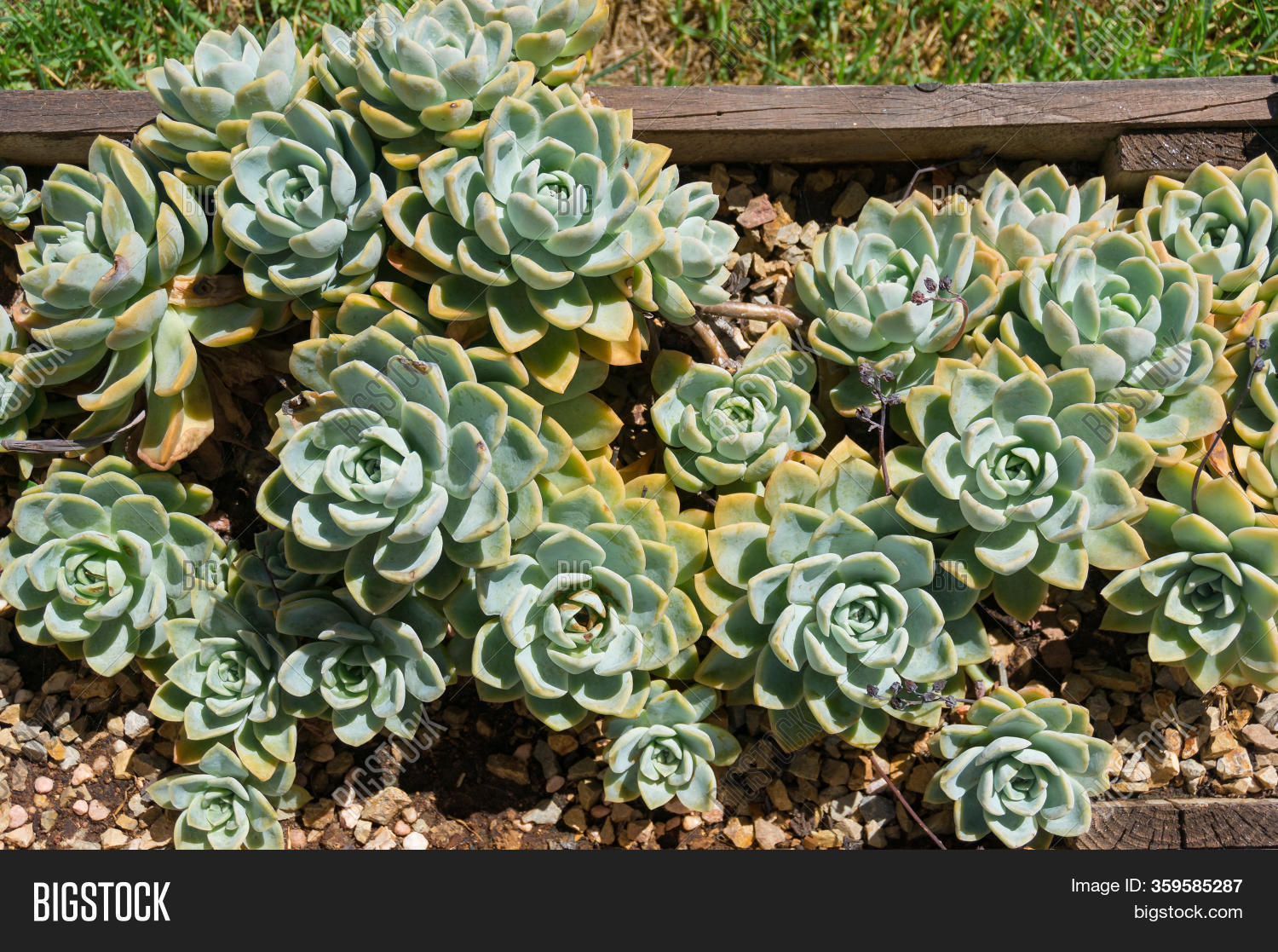 Beautiful Succulent Image & Photo (Free Trial) | Bigstock