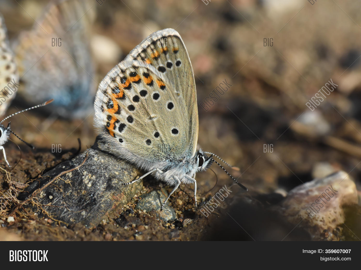 Silver-studded Blue Image & Photo (Free Trial) | Bigstock