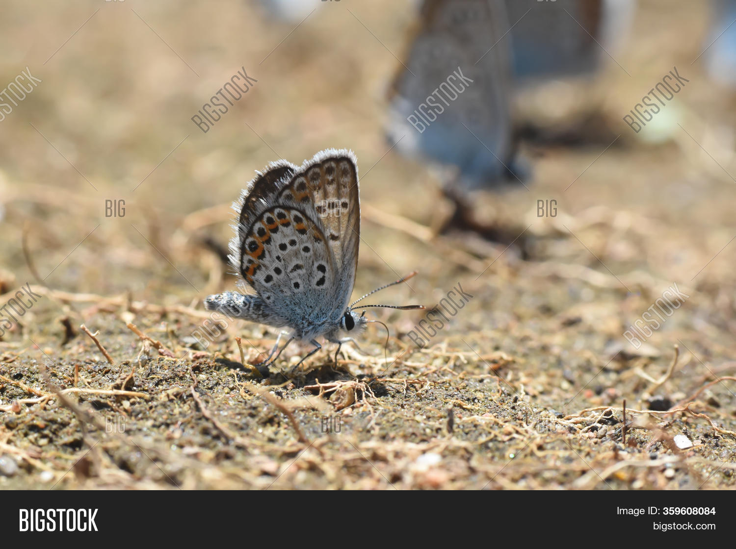 Silver-studded Blue Image & Photo (Free Trial) | Bigstock