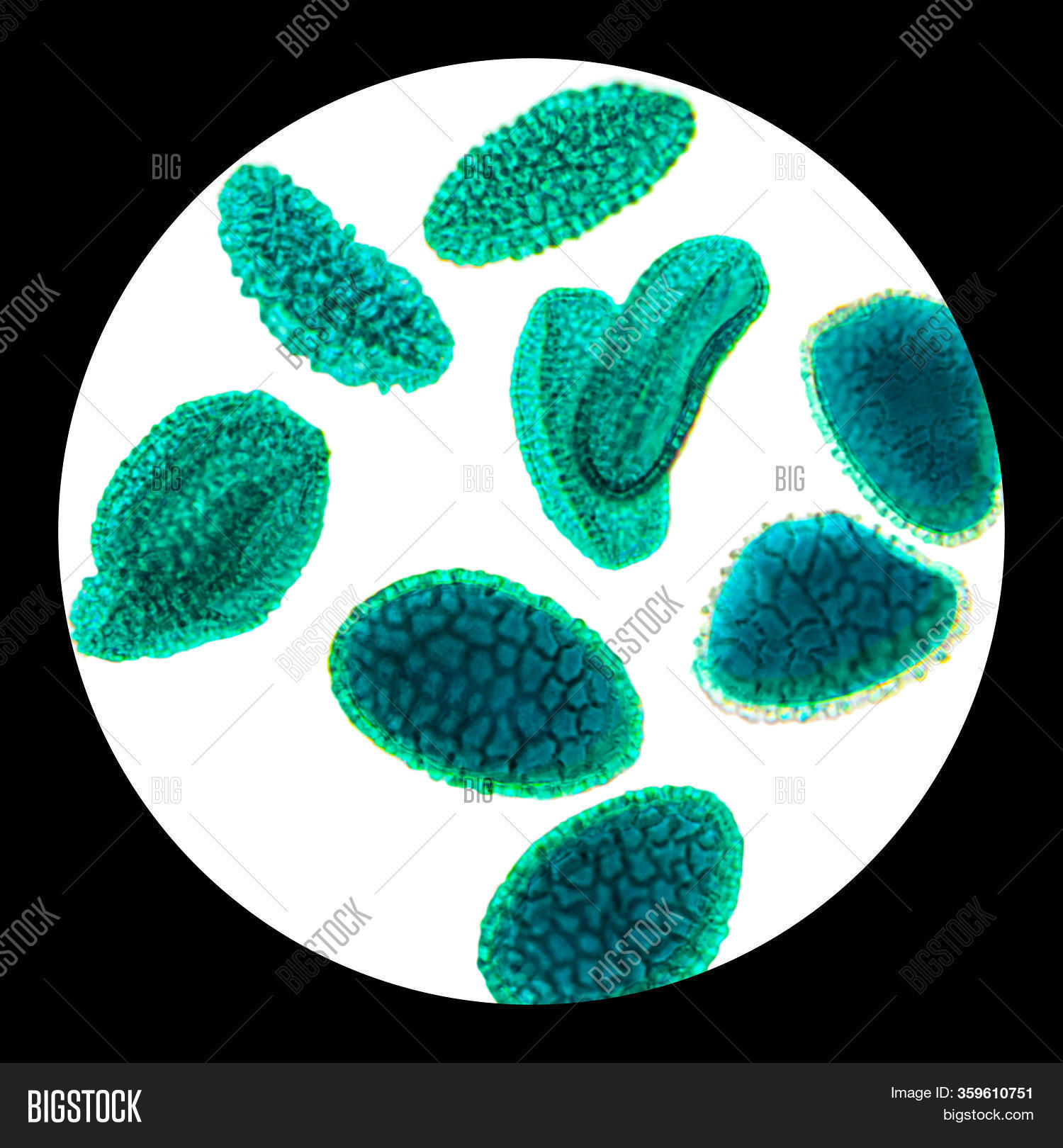 Pollen Grains Under Image & Photo (Free Trial) | Bigstock