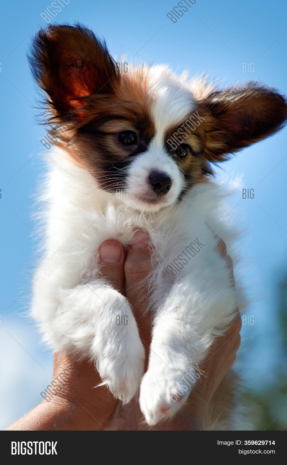 Man Raises Papillon Image & Photo (Free Trial) | Bigstock