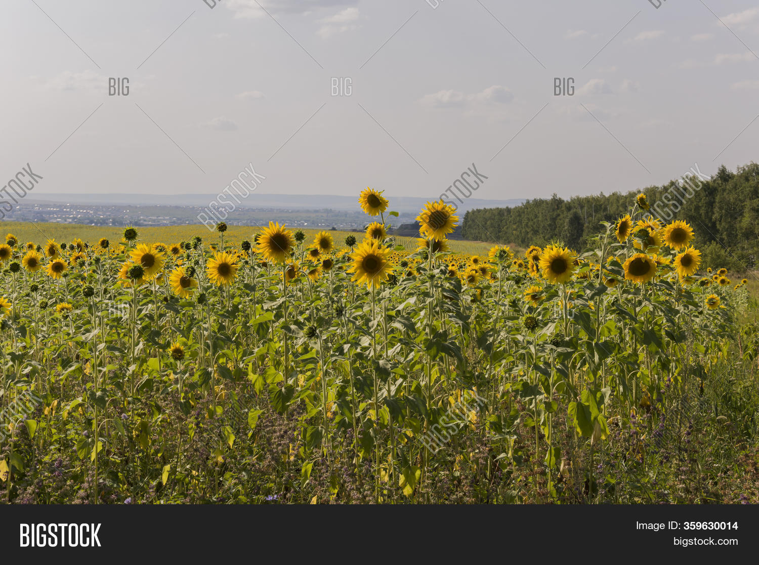 Sunflowers. There Many Image & Photo (Free Trial) | Bigstock