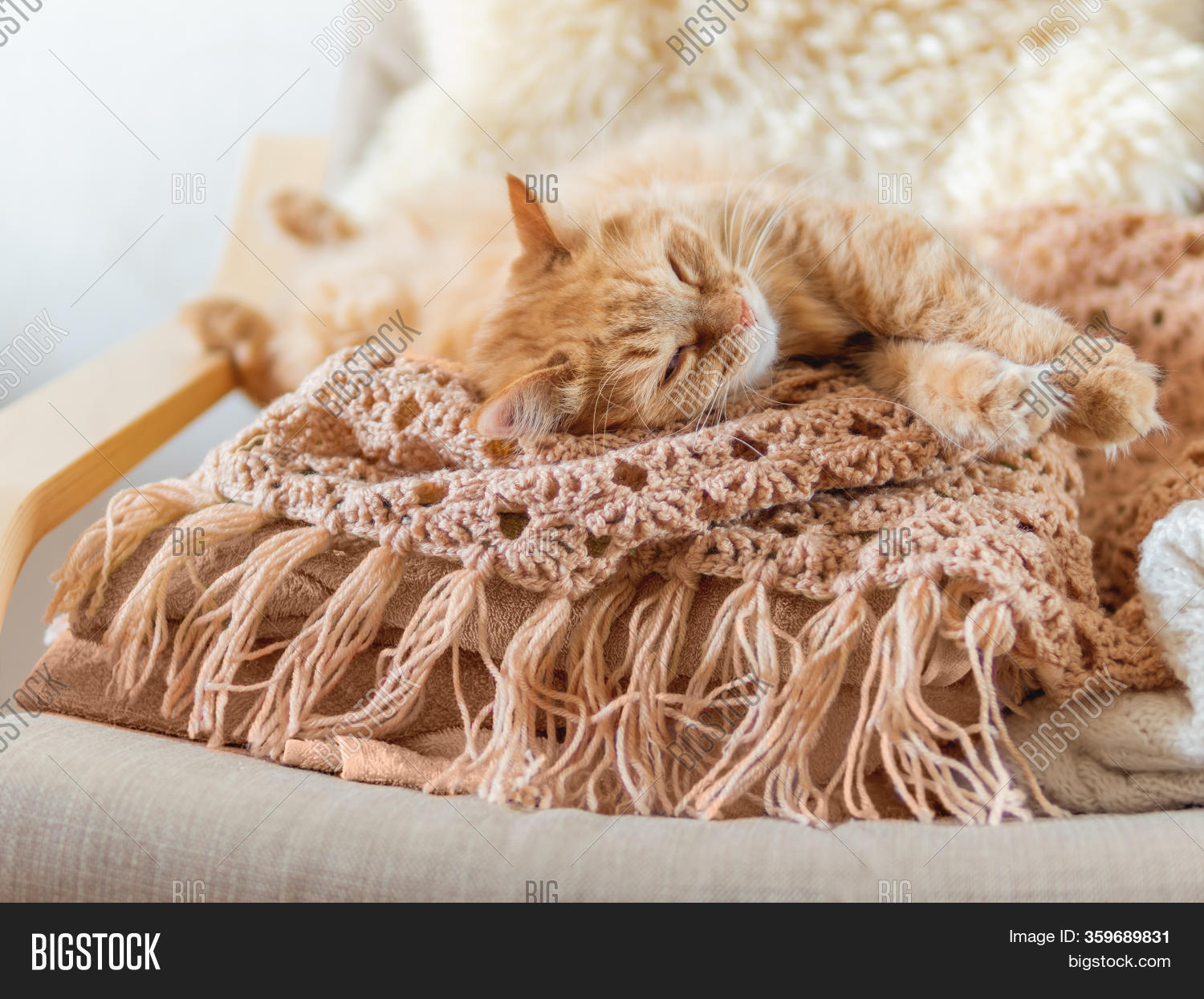 Cute Ginger Cat Image & Photo (Free Trial) | Bigstock