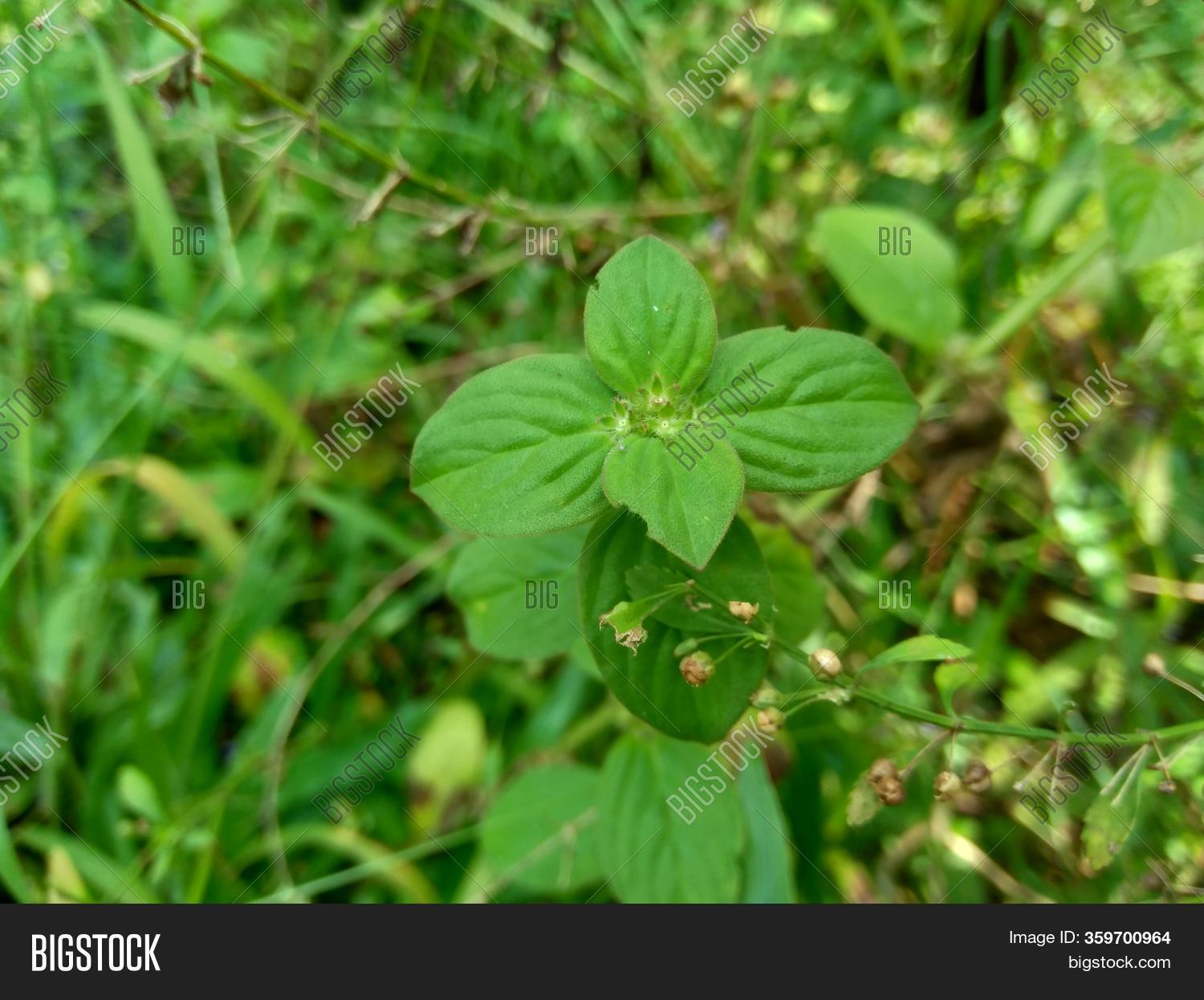 Close Borreria Natural Image & Photo (Free Trial) | Bigstock