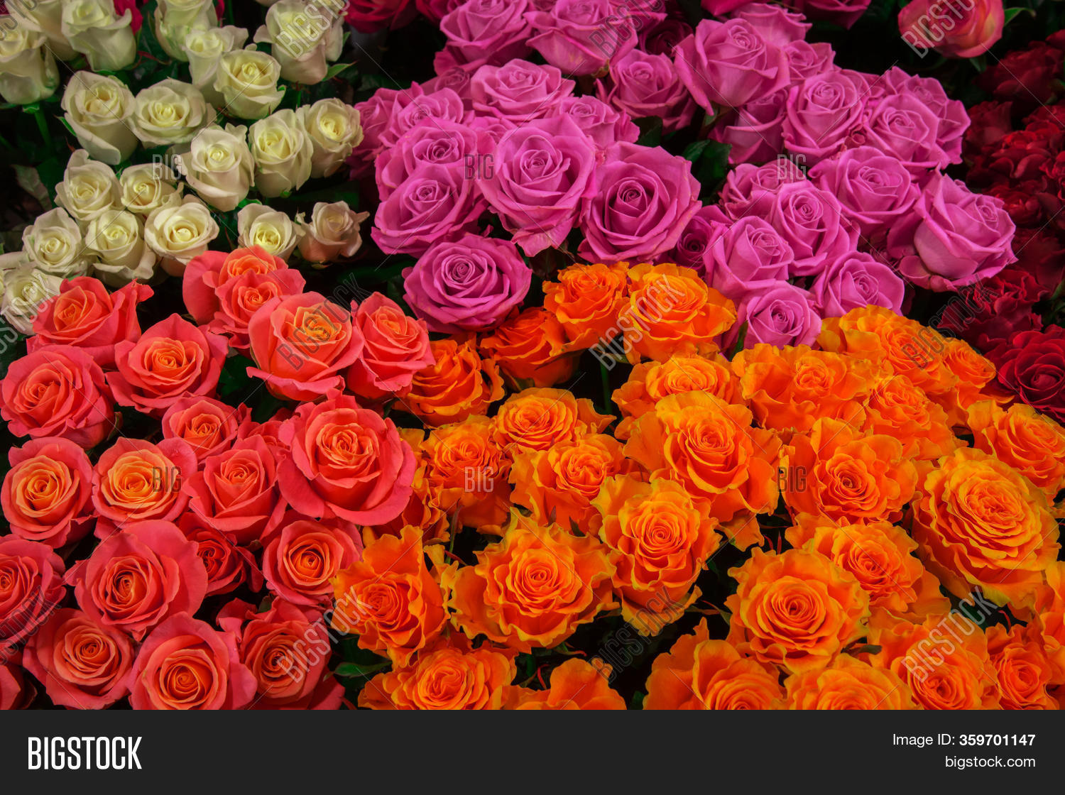 Fresh Colorful Roses Image & Photo (Free Trial) | Bigstock
