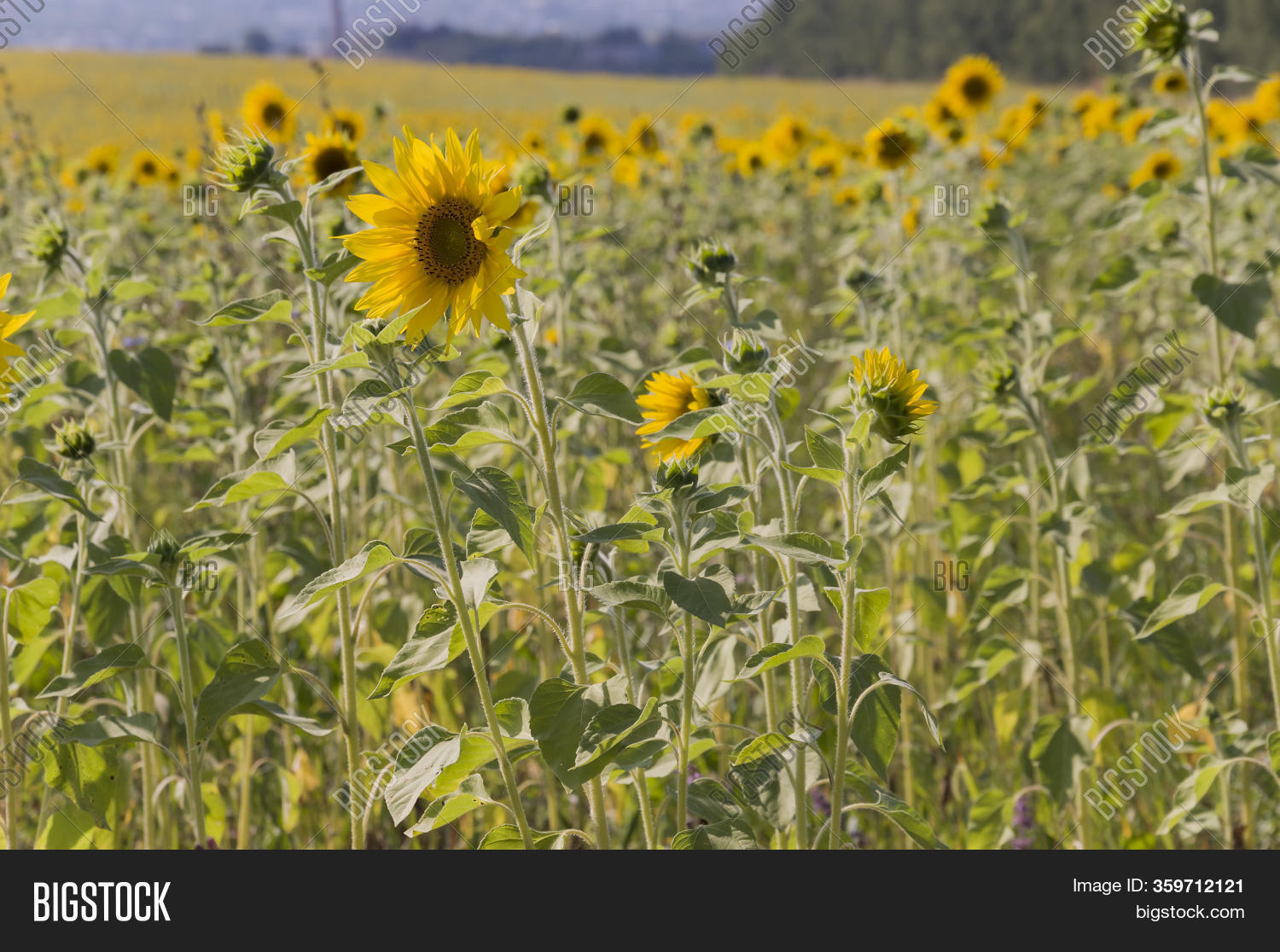 Sunflowers. There Many Image & Photo (Free Trial) | Bigstock
