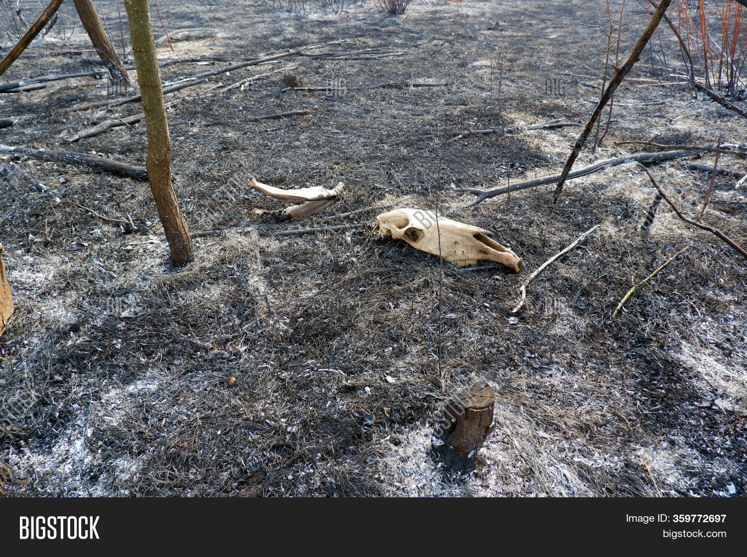 Skull Jaw Dead Animal Image & Photo (Free Trial) | Bigstock