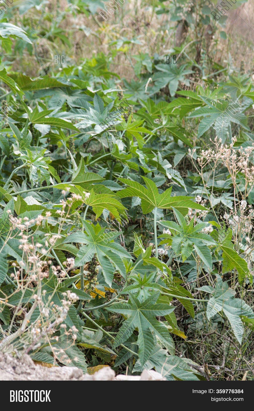 Wild Green Marihuana Image & Photo (Free Trial) | Bigstock