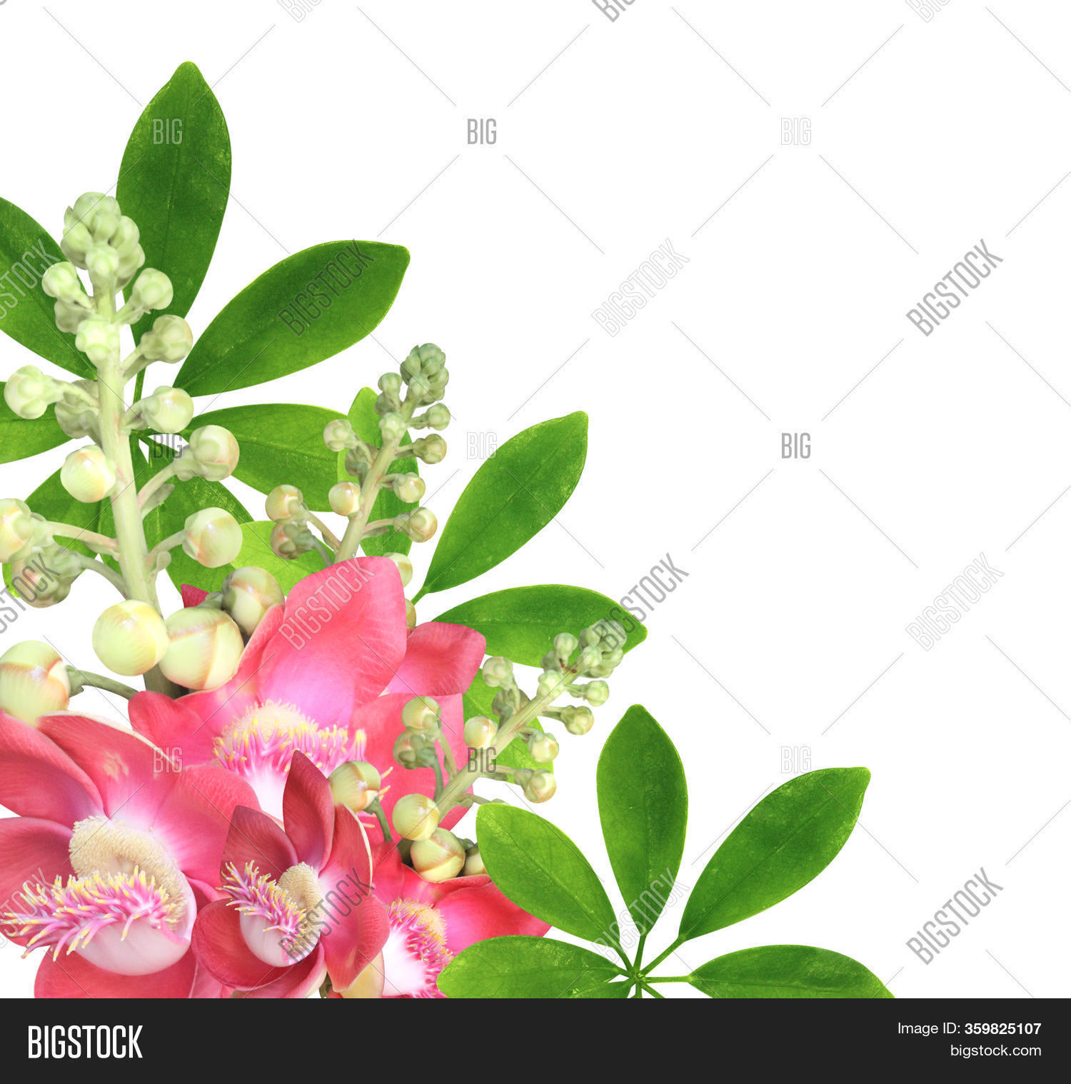 Flowers Bodhi Tree ( Image & Photo (Free Trial) | Bigstock