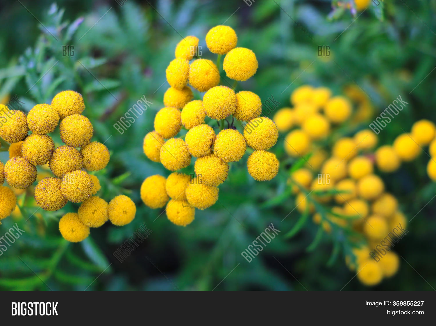 Tansy Known Common Image & Photo (Free Trial) | Bigstock