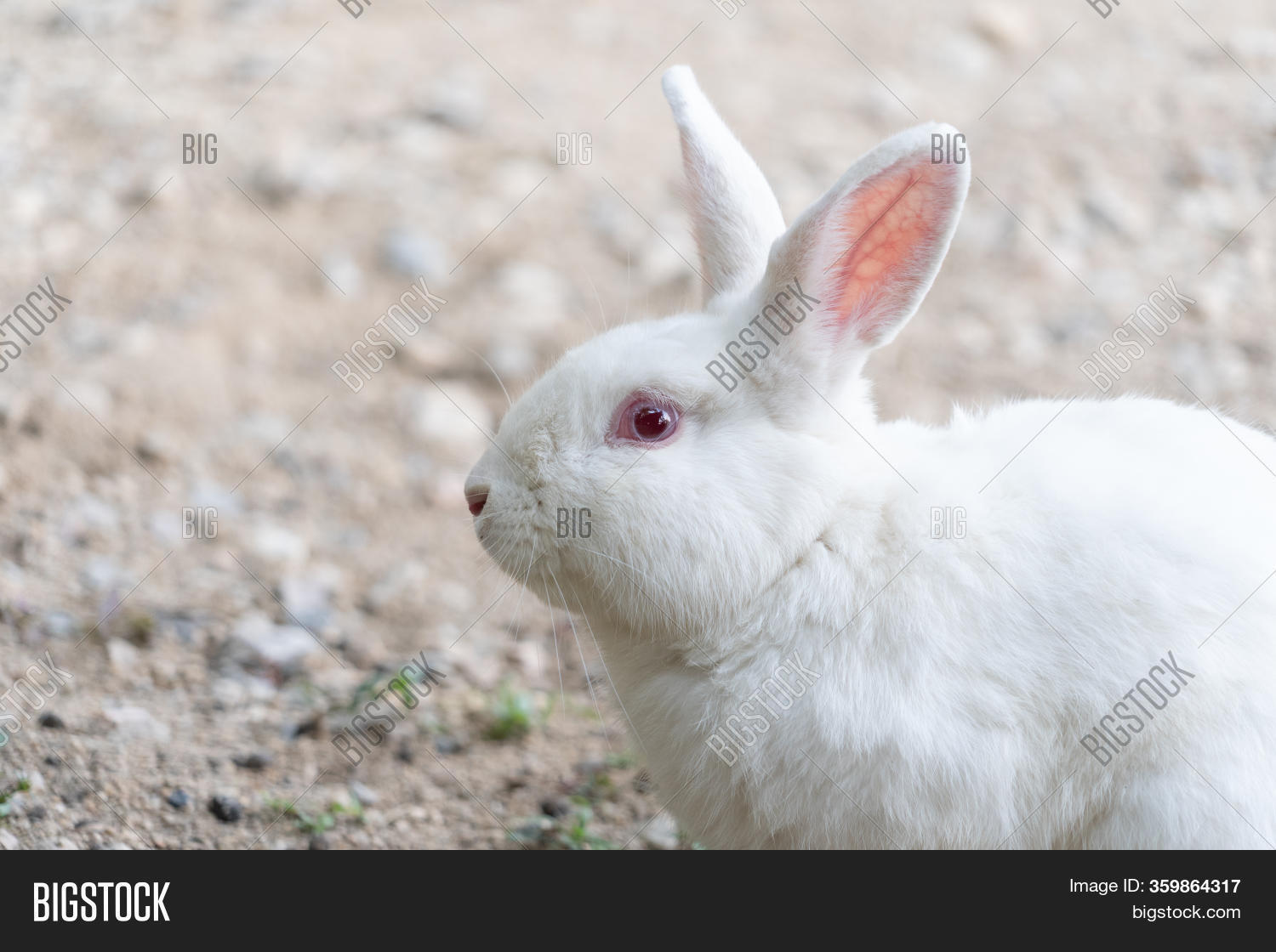White Rabbit Outdoors. Image & Photo (Free Trial) | Bigstock