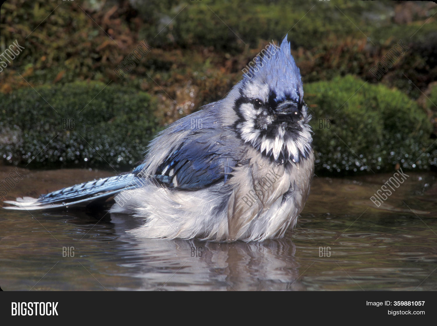 Blue Jay Corvidae Image & Photo (Free Trial) | Bigstock