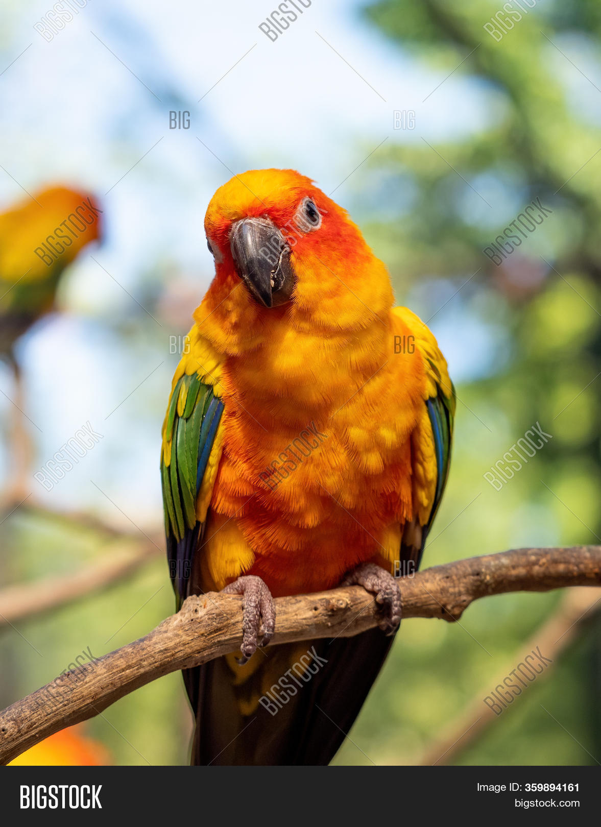 Closeup Sun Conure Image & Photo (Free Trial) | Bigstock