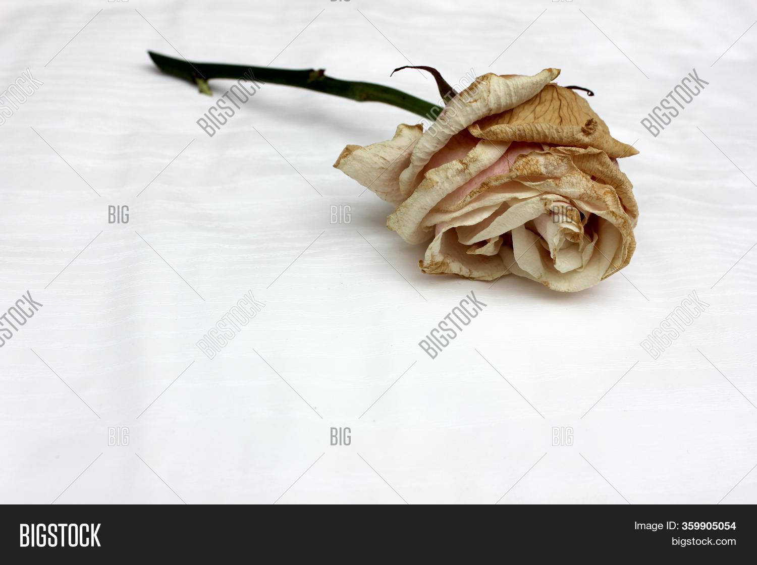 Withering Rose Image & Photo (Free Trial) | Bigstock