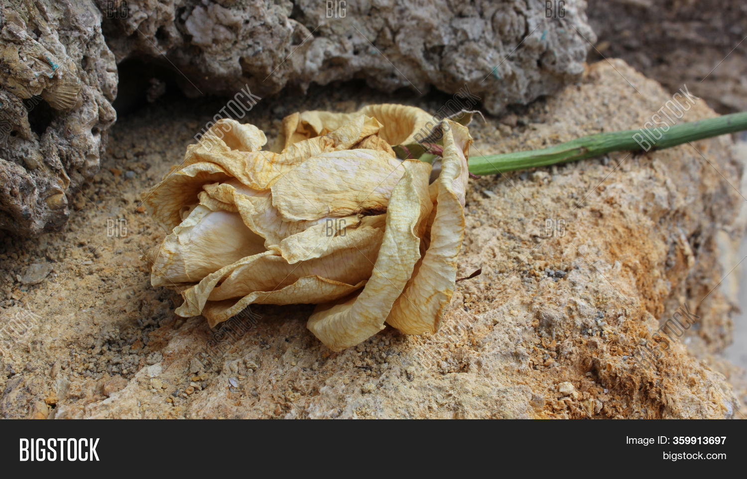 Fading Beige Rose On Image & Photo (Free Trial) | Bigstock