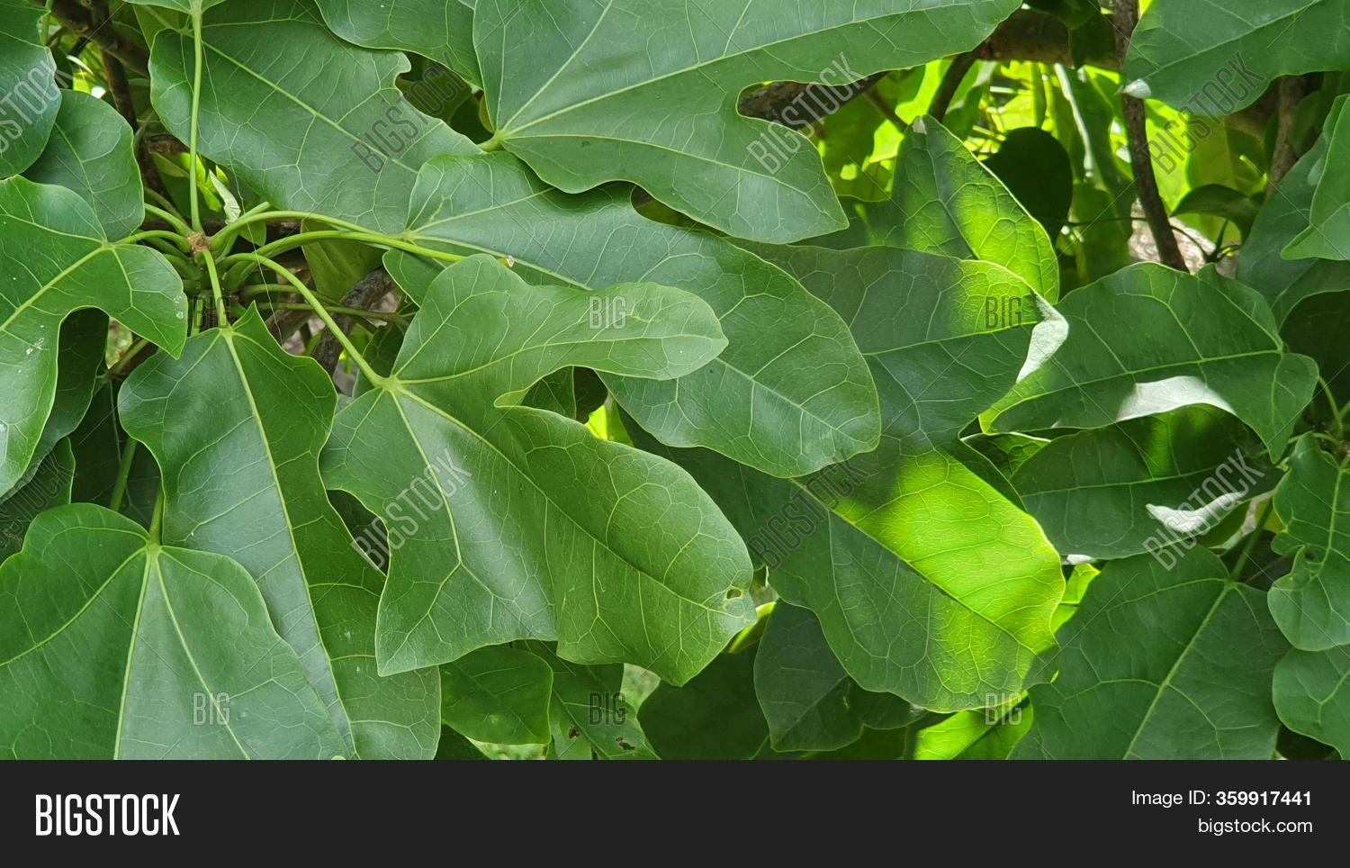 Australian Native Image & Photo (Free Trial) | Bigstock