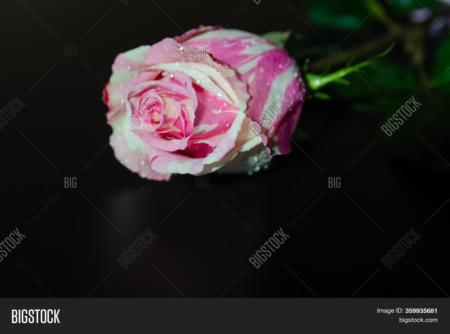 Beautiful White Pink Image & Photo (Free Trial) | Bigstock