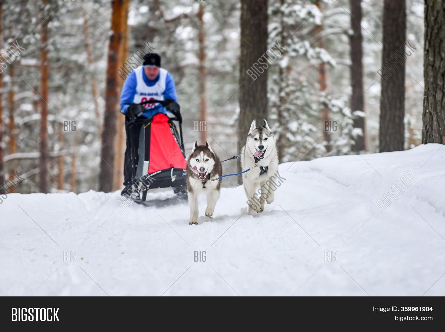Siberian Husky Sled Image & Photo (Free Trial) | Bigstock