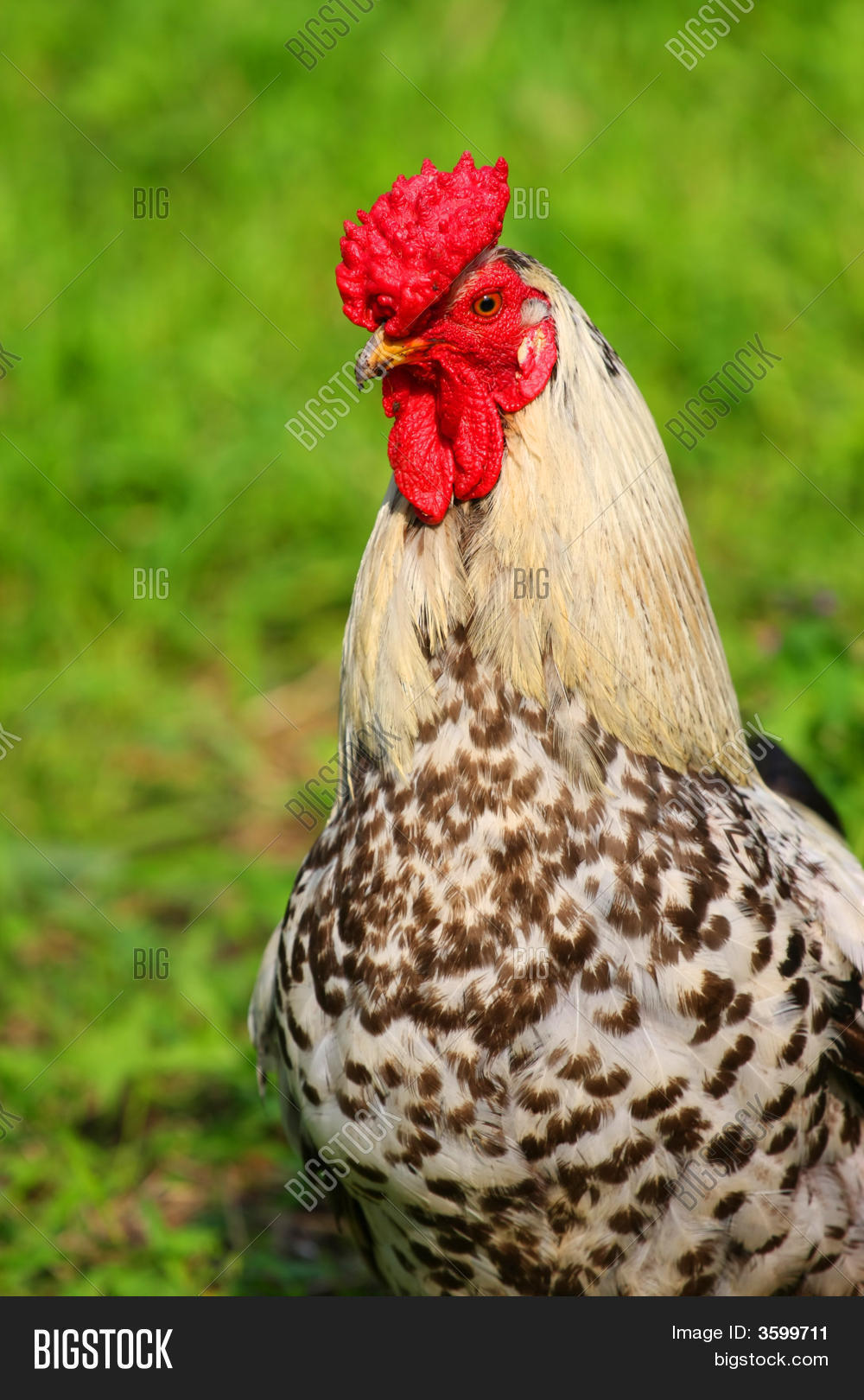 Rooster Image & Photo (Free Trial) | Bigstock