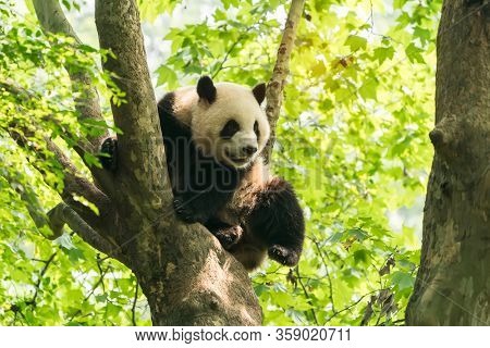 Giant Panda Over Tree Image & Photo (Free Trial) | Bigstock