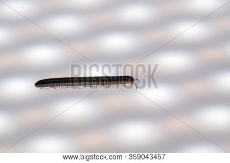 Small Millipedes Image & Photo (Free Trial) | Bigstock